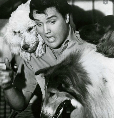 Elvis Presley With Animals 15 Photos – Elvis Presley